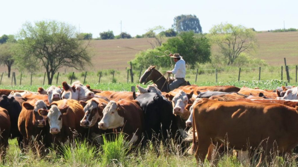 Curso de CAPATAZ DE CAMPO GANADERO - Trazur